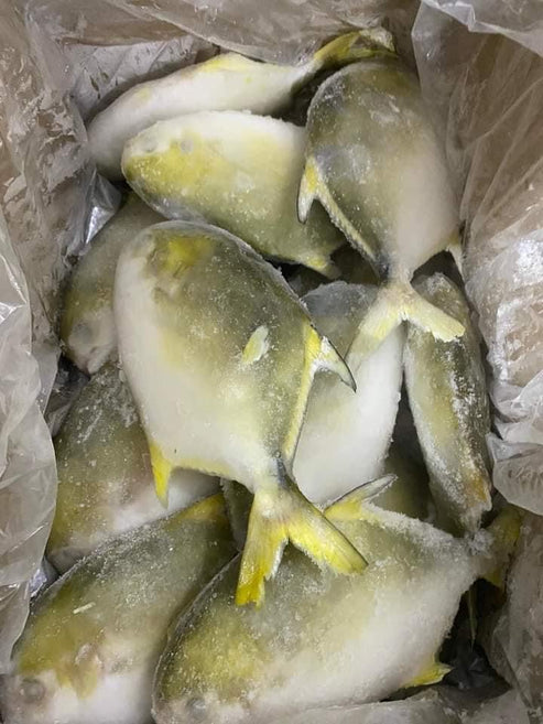 Golden Pompano – JRA Seafood & Meat